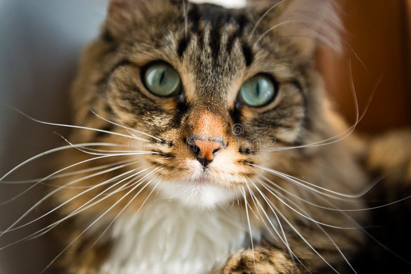 Cat looking at camera stock photo. Image of close, funny - 29987732