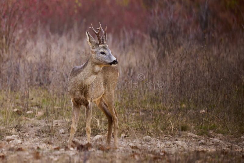 Beautiful Male Deer in Autumn Stock Photo - Image of antlers, animal ...