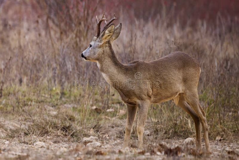 Beautiful Male Deer in Autumn Stock Image - Image of male, season ...