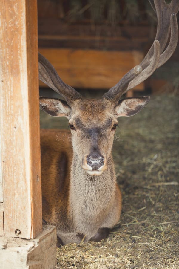 Beautiful Male Deer with Big Antlers Looking at Camera Stock Image ...