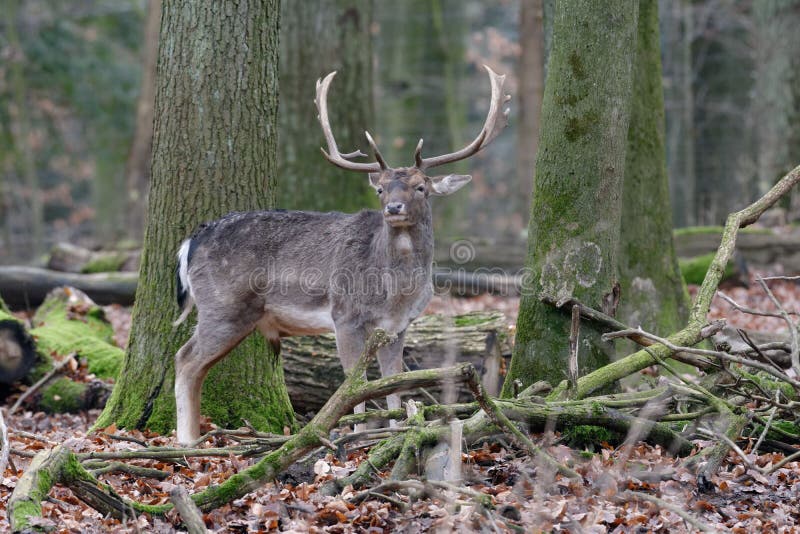 Beautiful Male Deer in the Middle of the Forest Stock Photo - Image of ...