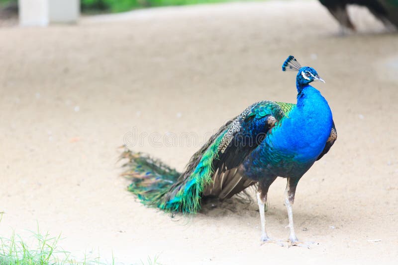 Beautiful Male Indian Peacock Isolated on White Background Stock Image ...
