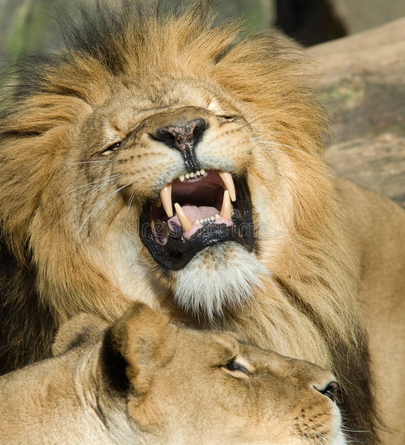 Male Lion Picture. Image: 1287358