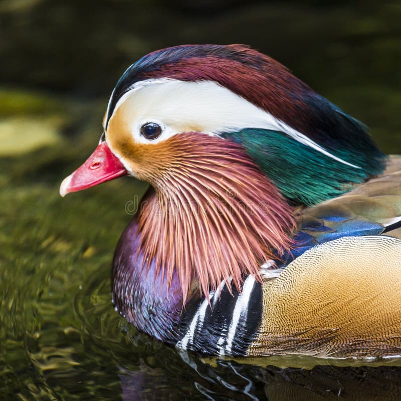Beautiful Male Mandarin Duck (Aix Galericulata) Stock Image - Image of ...