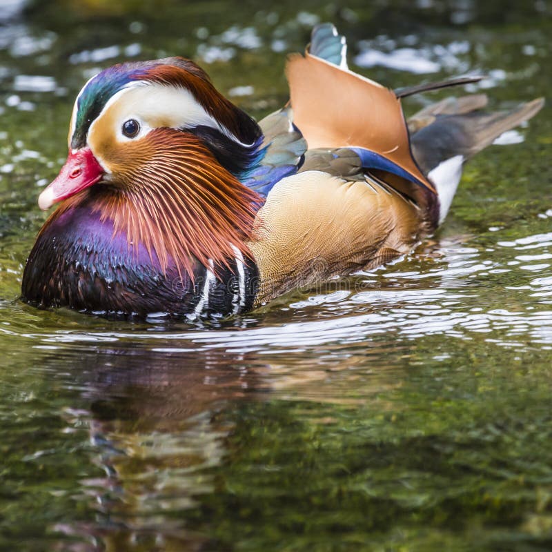 Beautiful Male Mandarin Duck (Aix Galericulata) Stock Image - Image of ...