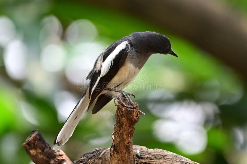Beautiful Male Oriental Magpie-Robin Perched on a Mango Branch. Stock ...