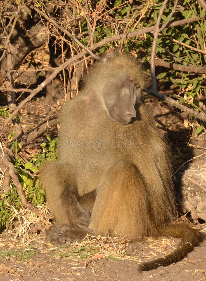 Sleeping baboon, Botswana stock photo. Image of monkey - 266821396