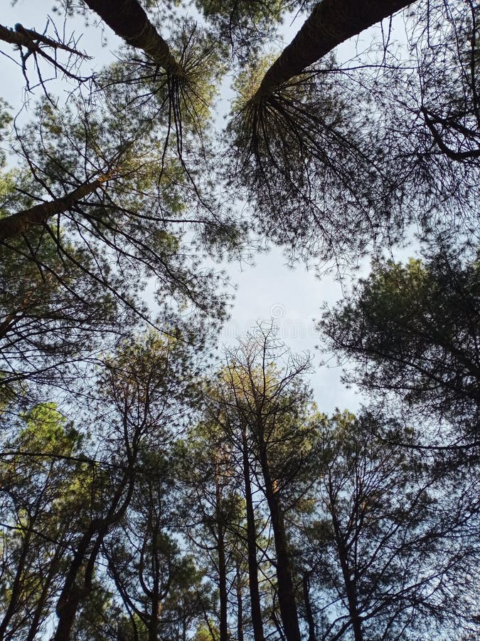 Beautiful Malino Highland in Indonesia, Makassar Stock Image - Image of ...