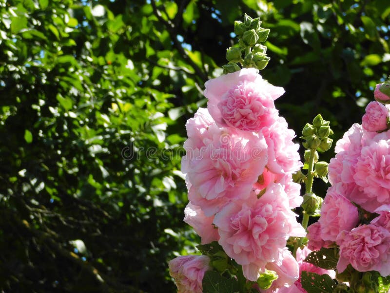 Beautiful Mallows. Large Pink Flowers Stock Photo - Image of branch ...