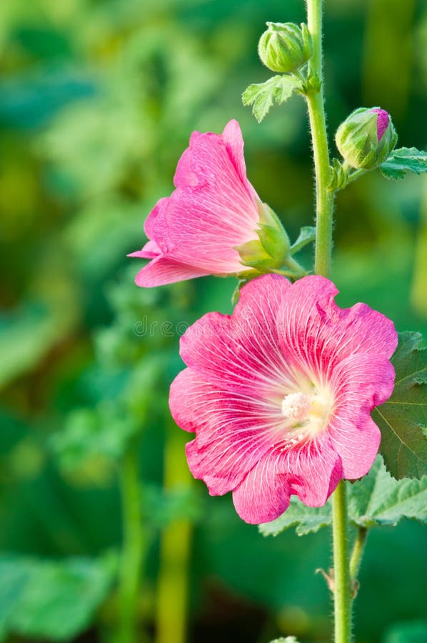 Beautiful malva flower stock image. Image of anthers - 28861677