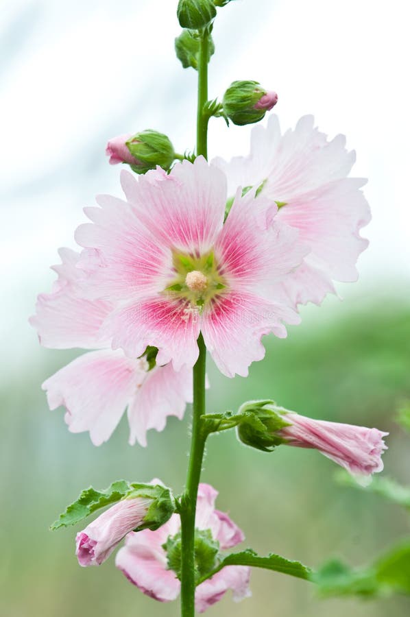 Beautiful malva flowers stock photo. Image of fresh - 104631678