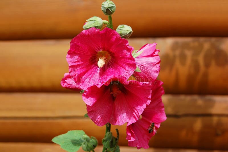 Inflorescence Of Malva Flower Stock Image - Image of excel, drop: 25332373