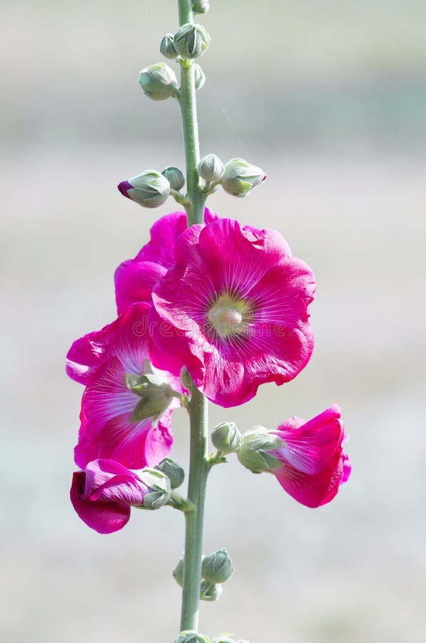 Beautiful malva flowers stock photo. Image of fresh - 104631678