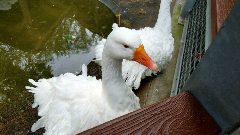 Beautiful Mammals in the Water Stock Photo - Image of mammals ...