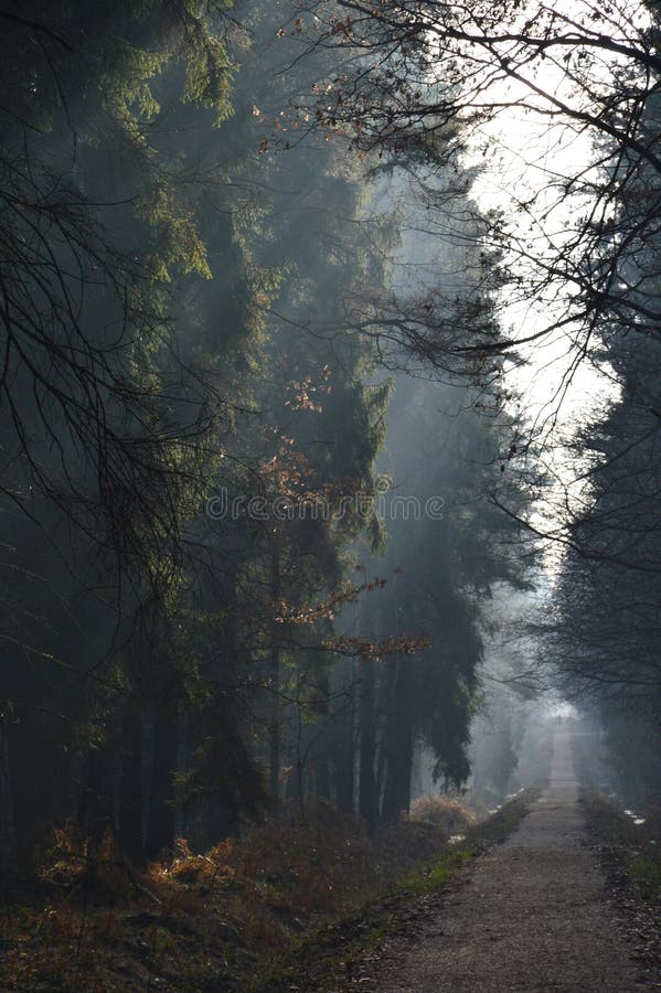 A Mysterious Face in the Forest Stock Photo - Image of light, nature ...