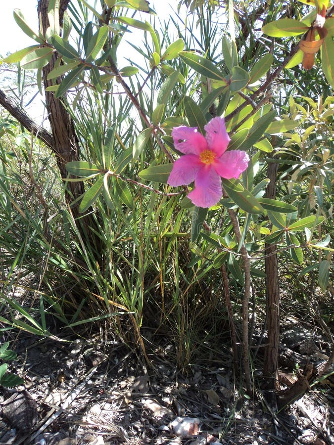 A Beautiful Manaca-da-serra Flower Stock Photo - Image of garden ...