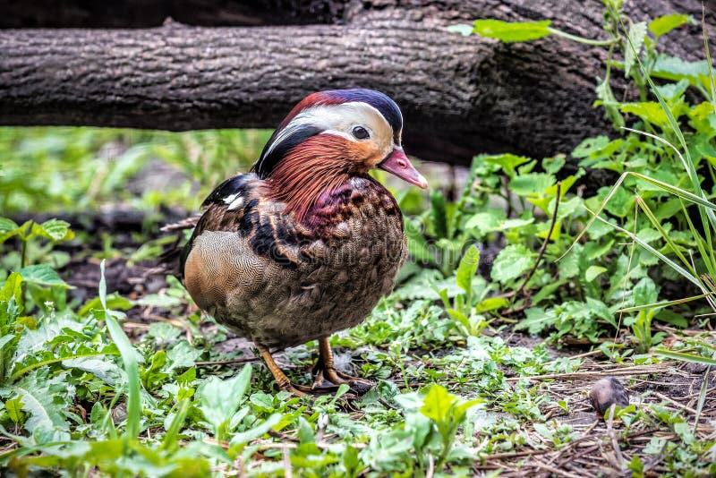 Beautiful Mandarin Ducks. Animals in the Wild Stock Image - Image of ...