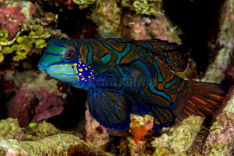 Beautiful Mandarinfish Fish Stock Photo - Image of colorful ...