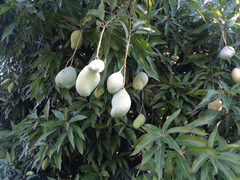 Haiti Mango Stock Photos - Free & Royalty-Free Stock Photos from Dreamstime