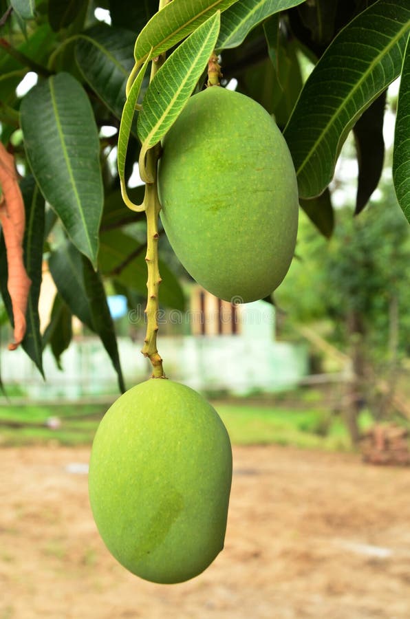 Beautiful Mango Fruit in Green Leaf Stock Photo - Image of natural ...