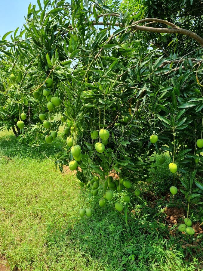 Beautiful Mango Garden with Mangoes Stock Image - Image of mangotree ...