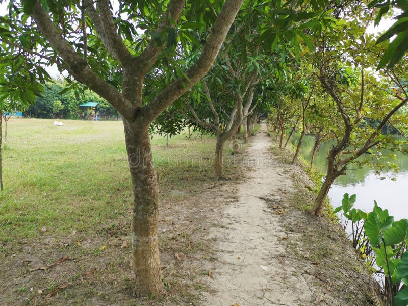 Beautiful Mango Garden and the Path in the Forest Stock Image - Image ...