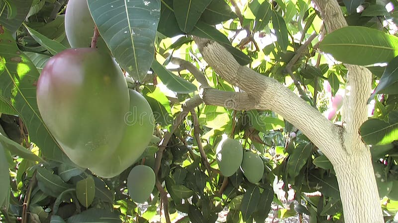 Beautiful Mangoes Hanging in a Mango Tree Stock Video - Video of tree ...