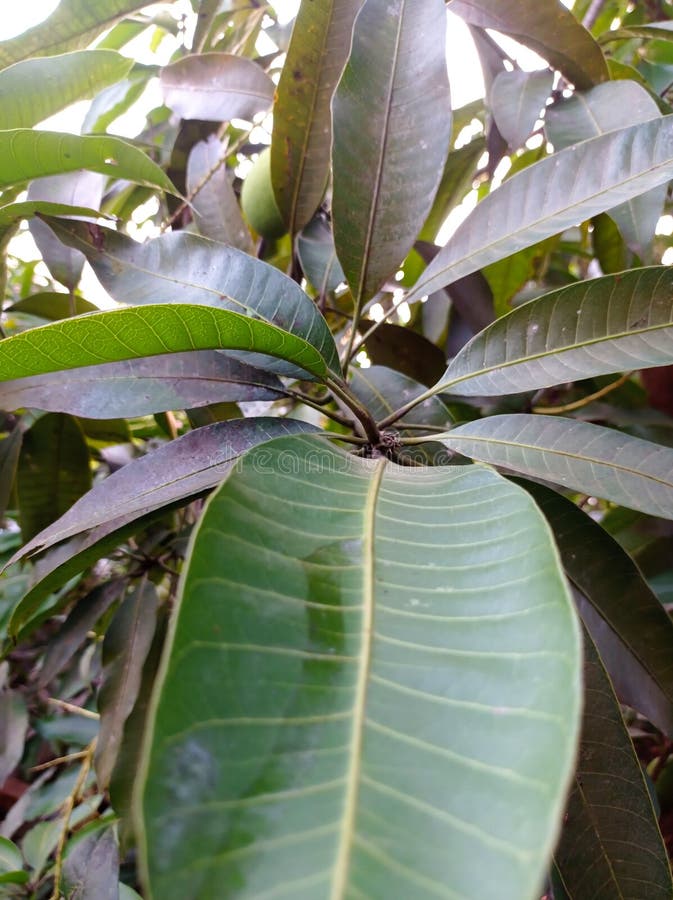 Beautiful Mango Leaves with a Bend Stock Photo - Image of identical ...