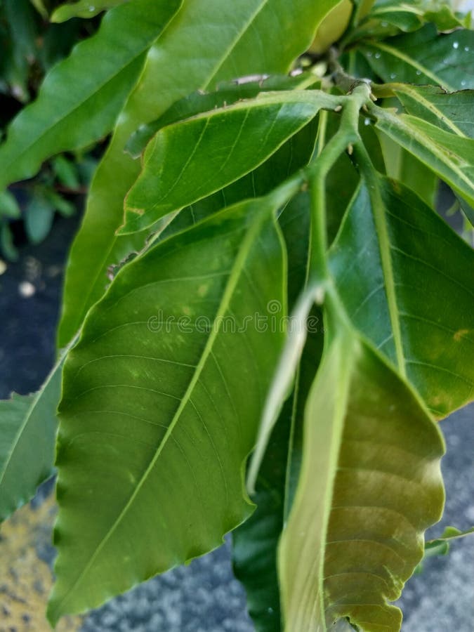 Beautiful Mango Leaves in the Daytime Stock Photo - Image of autumn ...