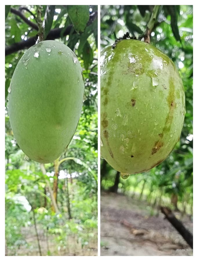 Beautiful Mango Picture stock photo. Image of vegetable - 276500712