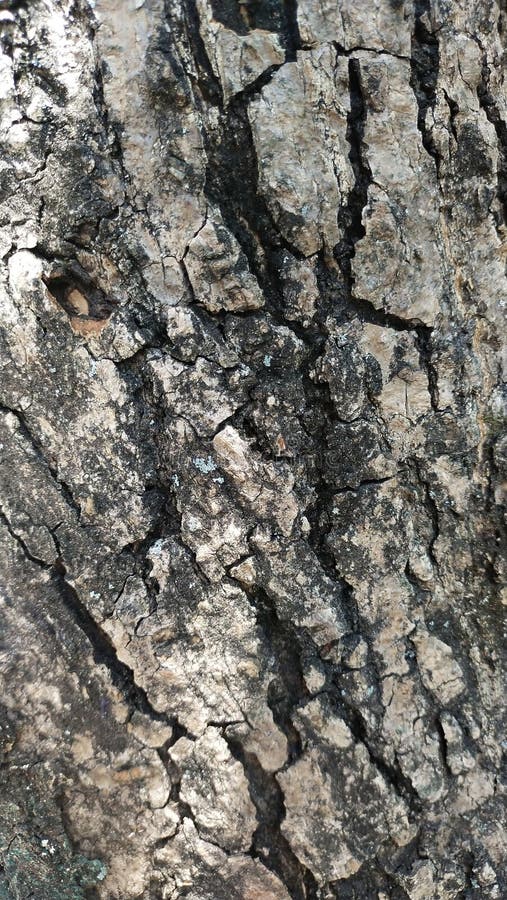 142 Beautiful Mango Tree Bark Stock Photos - Free & Royalty-Free Stock ...