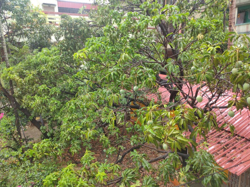 A Beautiful Mango Tree Garden Stock Photo - Image of collection ...