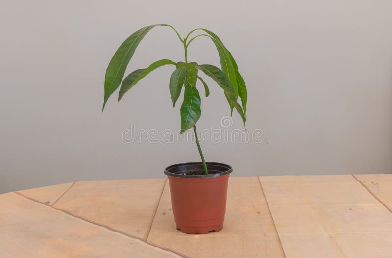 A Beautiful Mango Tree Growing Inside - Concept for Growing Mangoes at ...