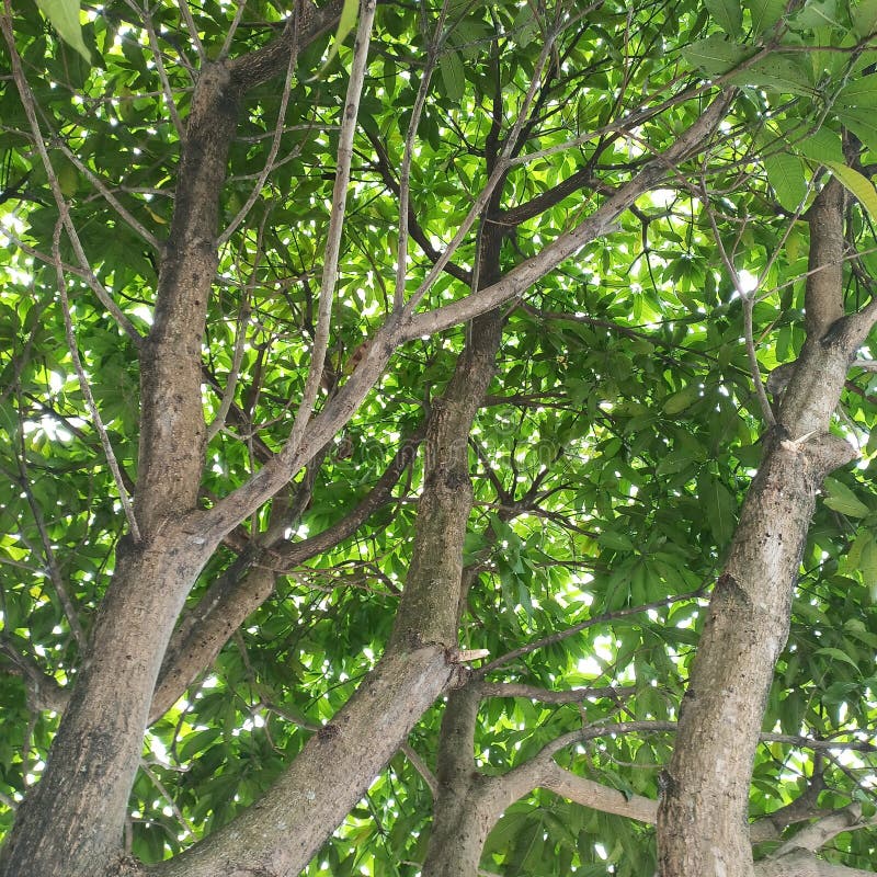 A Beautiful Mango Tree Growing Inside - Concept for Growing Mangoes at ...