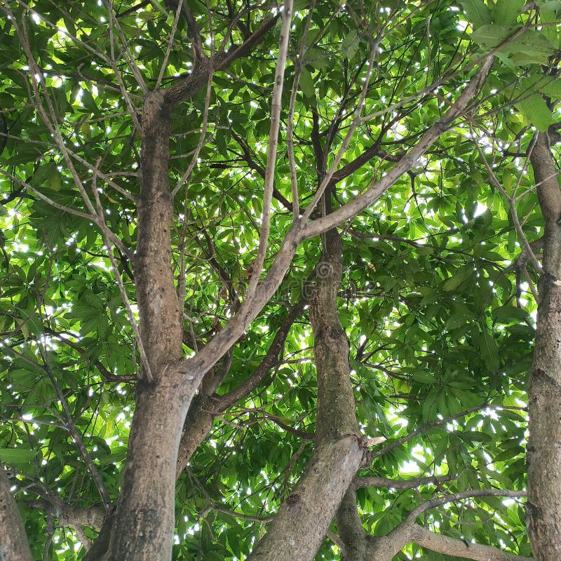 A Beautiful Mango Tree Growing Inside - Concept for Growing Mangoes at ...