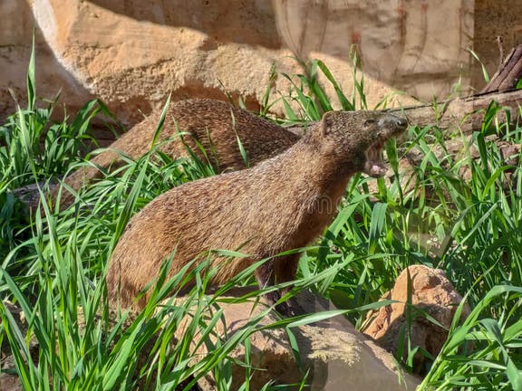 A Beautiful Mangoose Yawning in the Zoo. High Quality Photo Stock Photo ...