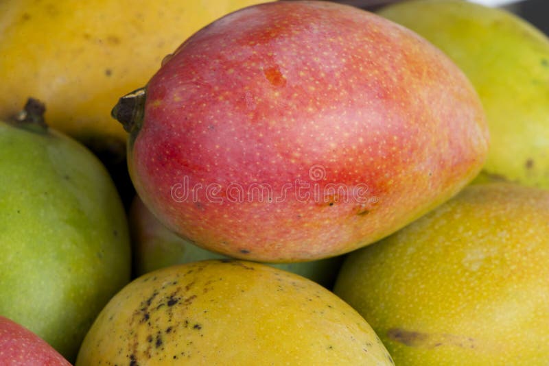 Beautiful Mangos stock photo. Image of fruit, agriculture - 55595992
