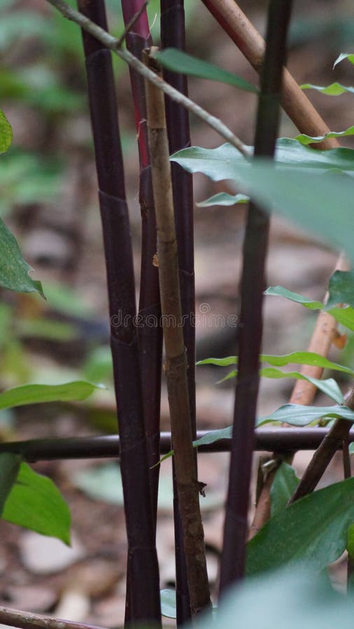 Beautiful Mangrove Forest Goa India Stock Photo - Image of unpolluted ...
