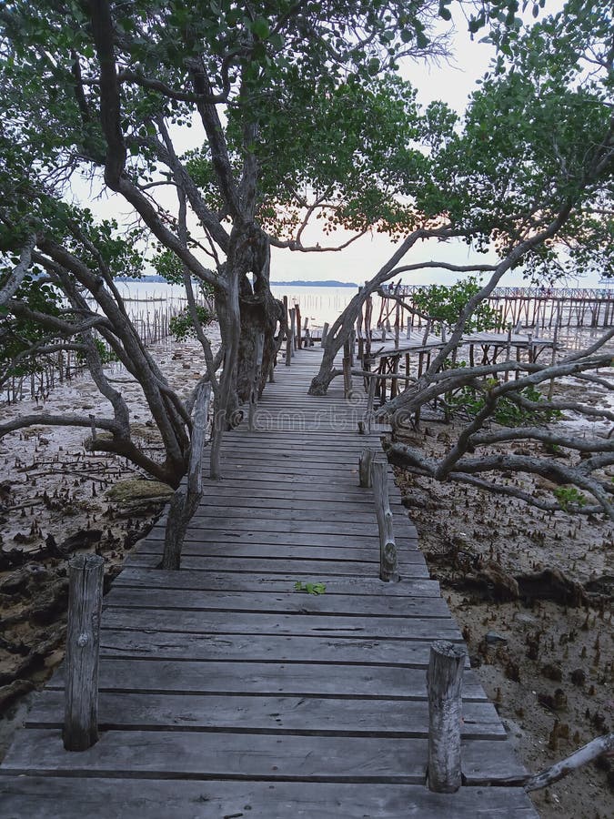 Beautiful Mangrove Trees At Beach Stock Image - Image of walakiri ...