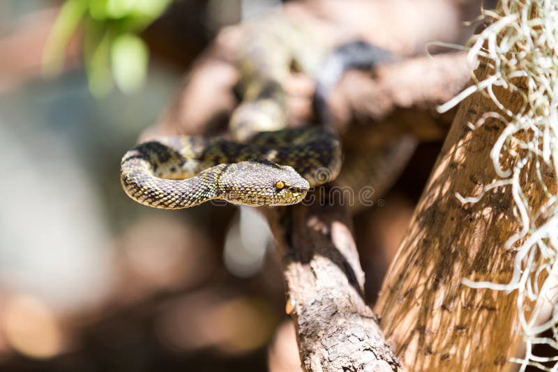 Beautiful Mangrove Pit-viper Stock Image - Image of death, colorful ...