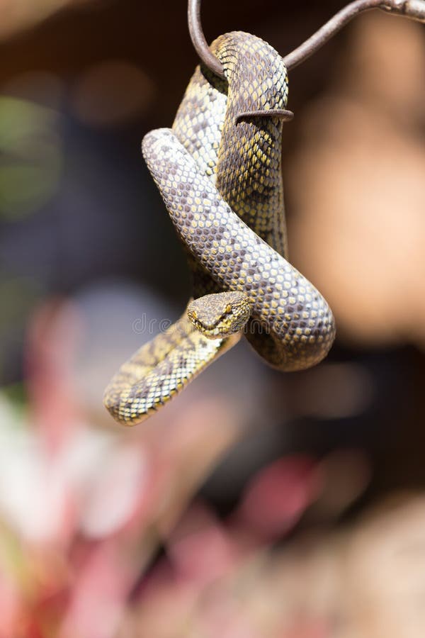 Beautiful Mangrove Pit-viper Stock Image - Image of multicolour, scale ...