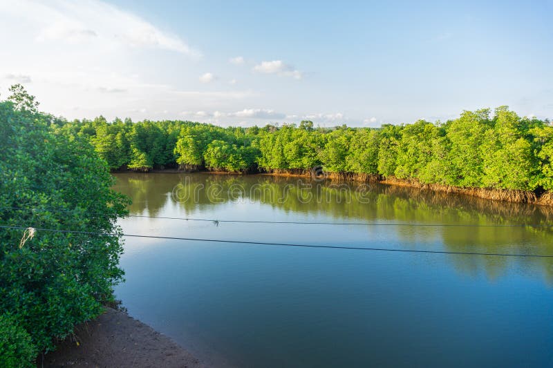 Beautiful Mangrove Swamp Trees Along a Tranquil River Stock Image ...