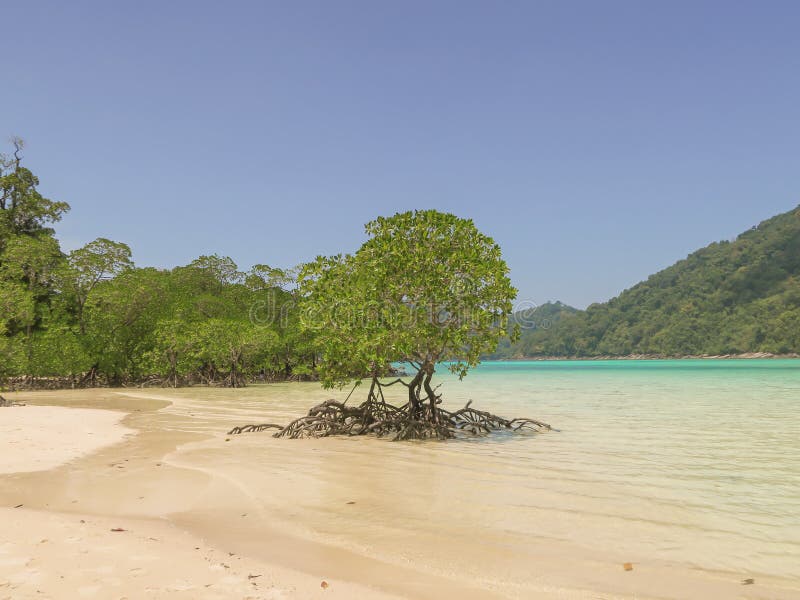 Beautiful Mangrove Tree on the Beach. Stock Photo - Image of landscape ...