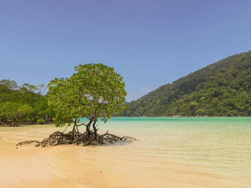 Beautiful Mangrove Trees at Beach Stock Image - Image of walakiri ...
