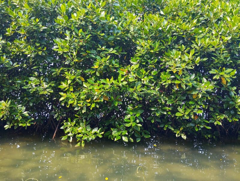 Beautiful Mangrove Trees on the Sea Coast Stock Photo - Image of leaf ...