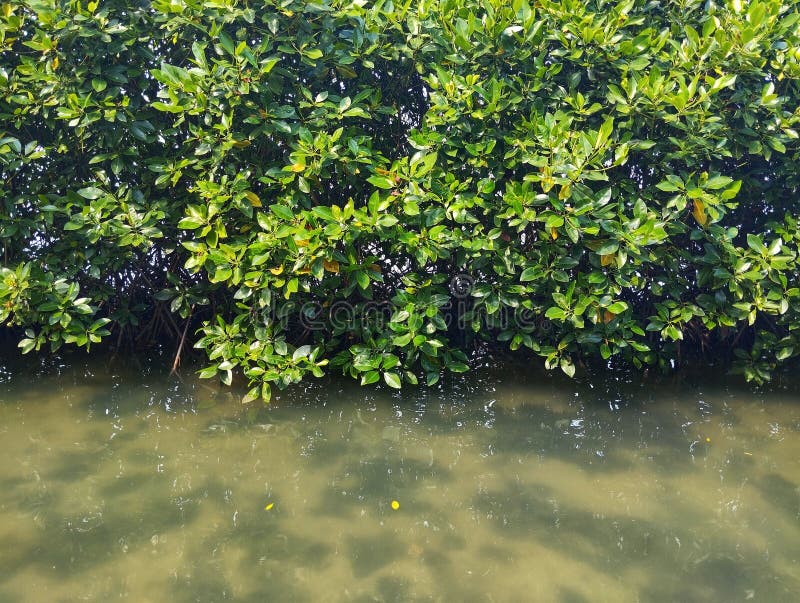 Beautiful Mangrove Trees on the Sea Coast Stock Photo - Image of ...