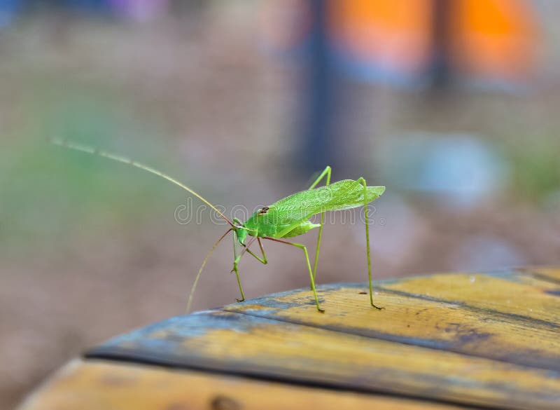 Mantis Beetle stock image. Image of mantis, foliage - 172687291