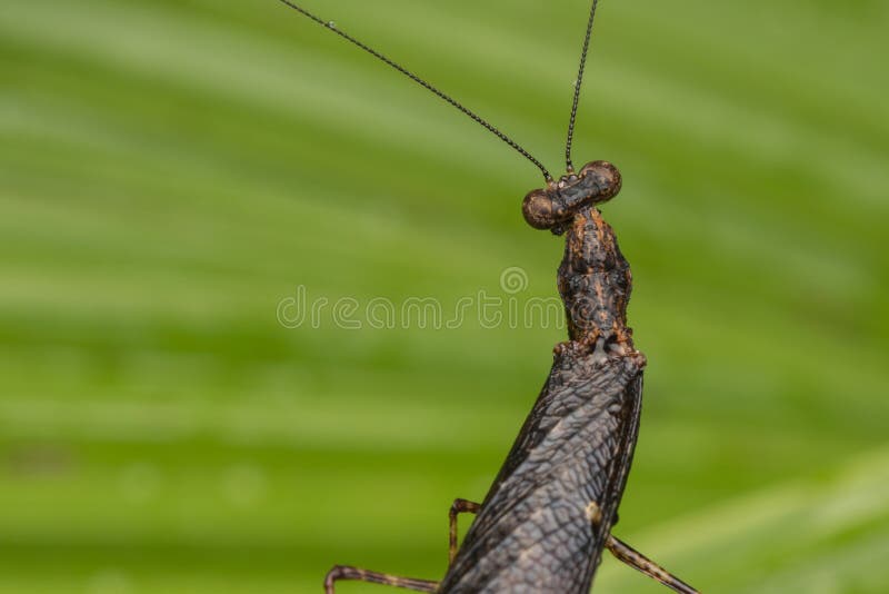 Beautiful Mantis with Green Background Stock Image - Image of macro ...