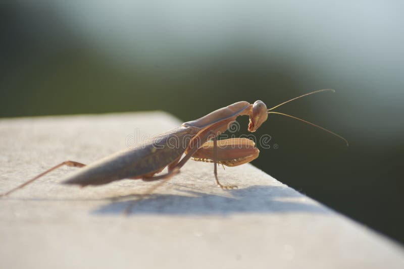 The Beautiful Mantis Religiosa in the Sunlight 3 Stock Image - Image of ...