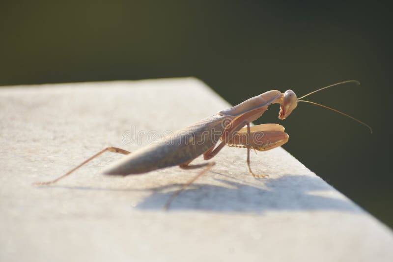 The Beautiful Mantis Religiosa in the Sunlight 4 Stock Photo - Image of ...